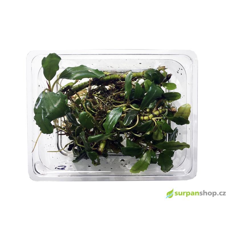 Bucephalandra sp. Super Blue - 0003