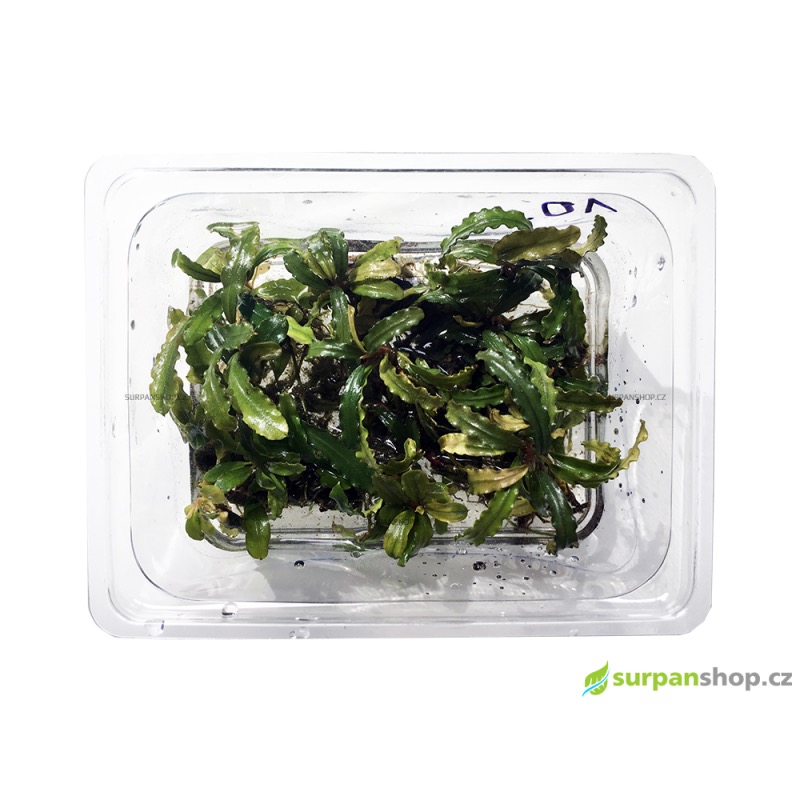 Bucephalandra sp. Mini Blue Bell - 0010