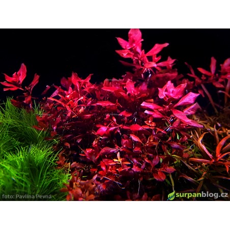 Ludwigia sp. mini Super Red - in vitro AquaArt