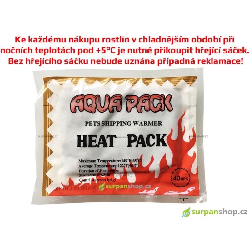 Plagiochila sp. Cameroon moss