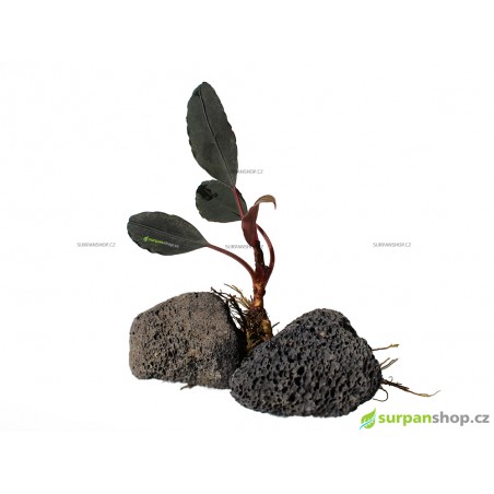 Bucephalandra sp. Pink Lady