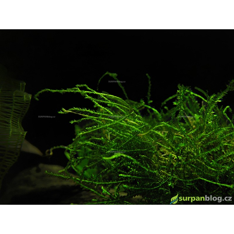 Taxiphyllum barbieri - Java moss