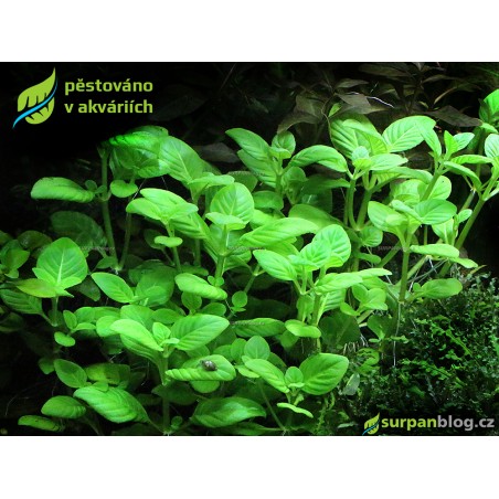 Limnophila rugosa - SURPAN