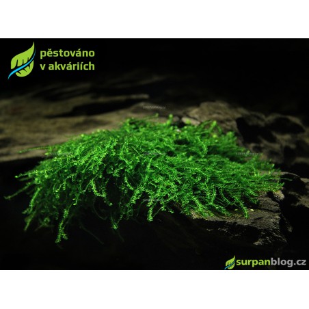Pilotrichaceae sp. Pilo moss