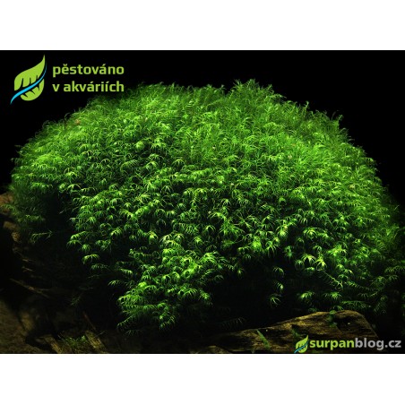 Fissidens fontanus - Phoenix moss | SURPAN.cz