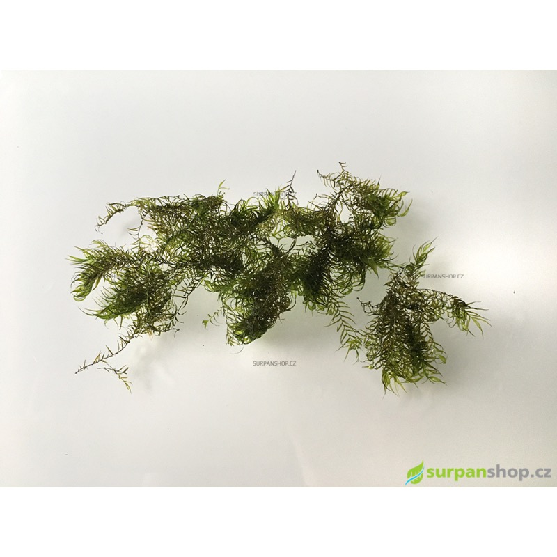 Fissidens fontanus - Phoenix moss | SURPAN.cz