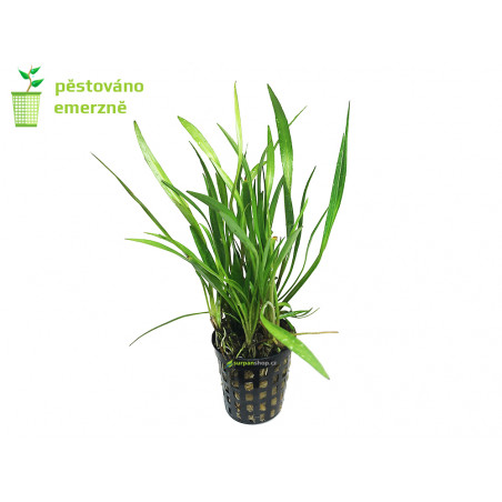 Helanthium bolivianum Latifolius