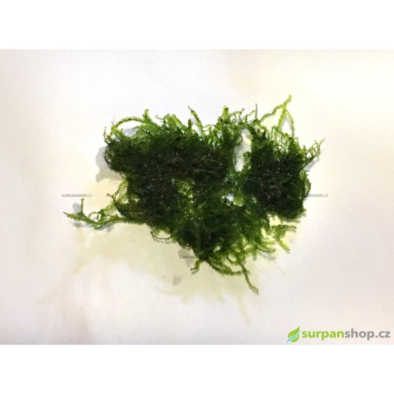Pilotrichaceae sp. Pilo moss
