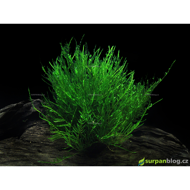 Taxiphyllum sp. Spiky moss - in vitro AquaArt